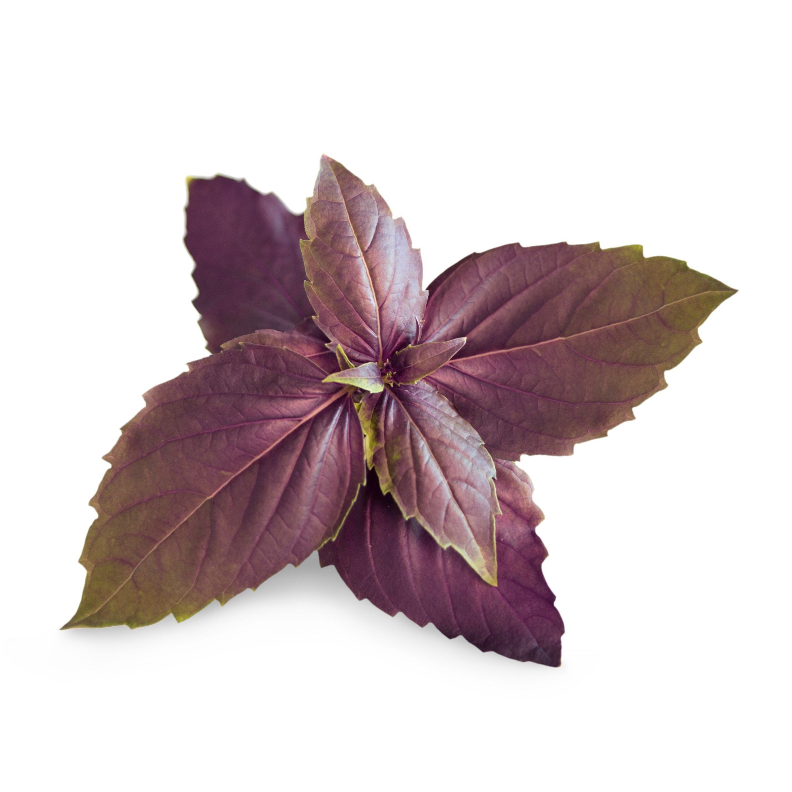 VERITABLE Lingot® Purple Basil Organic - Лилав Босилек » Продукти за ...